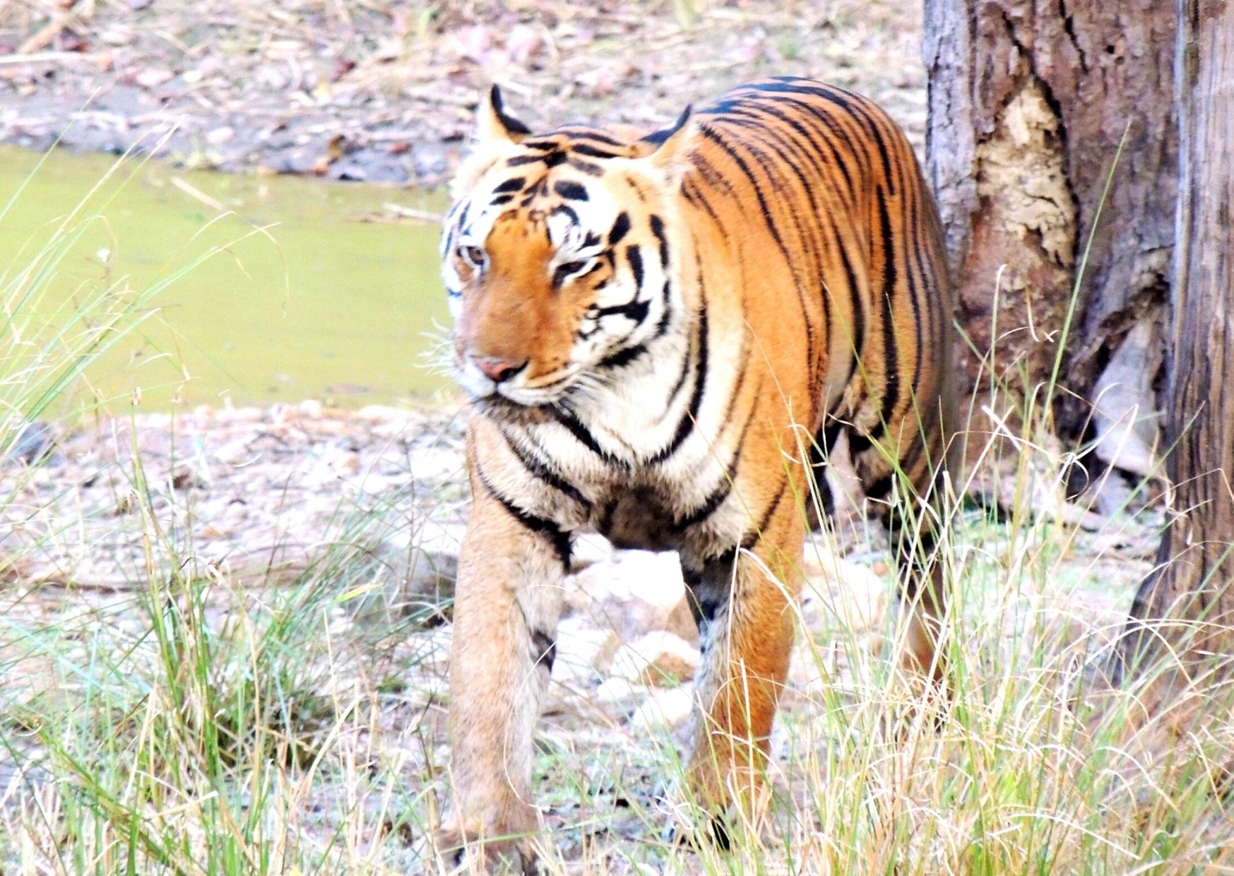 Best Tips for Tiger Safari in India | Wildlife Safari | Travel and Food ...