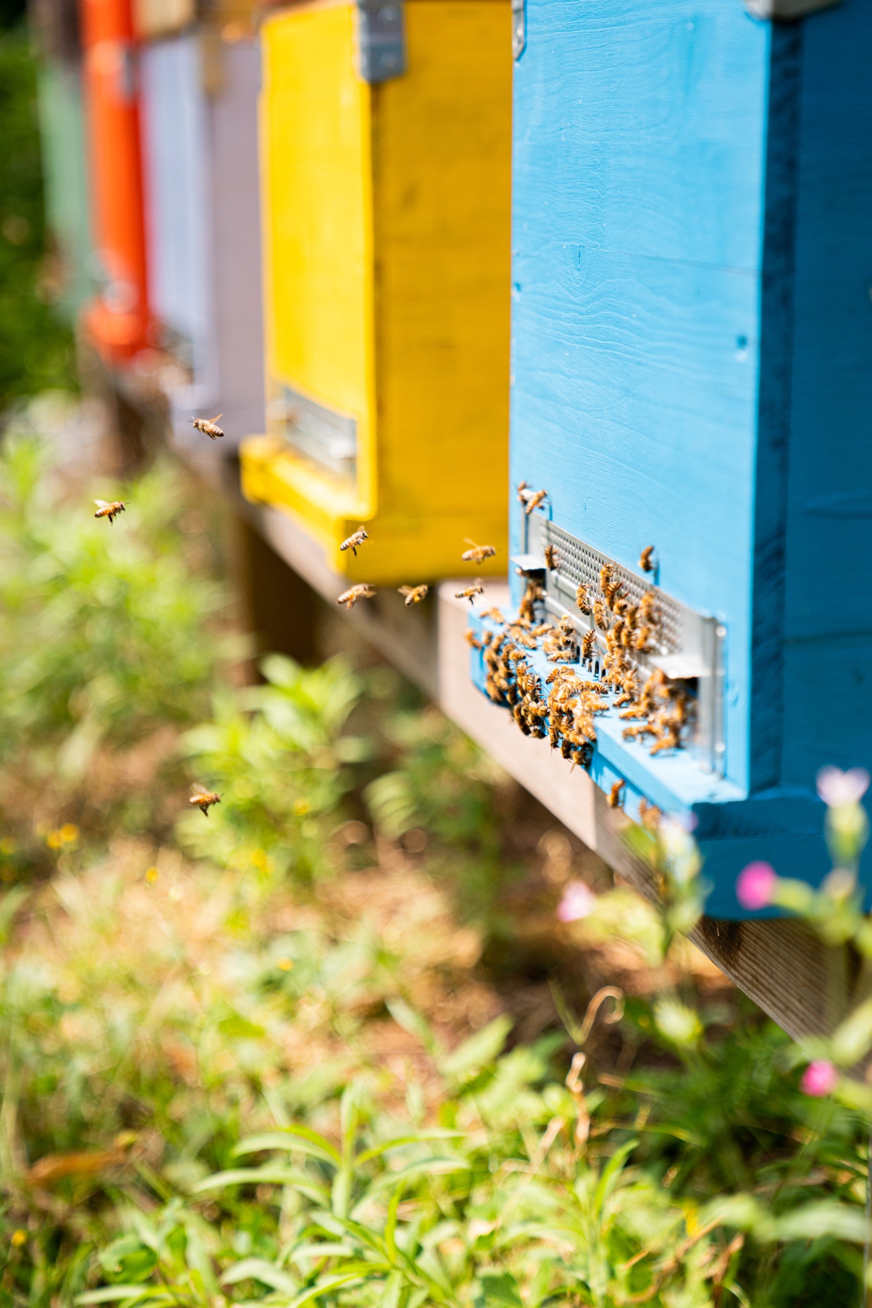 The Honey Trail | In Pursuit of Liquid Gold with Relais and Chateaux ...