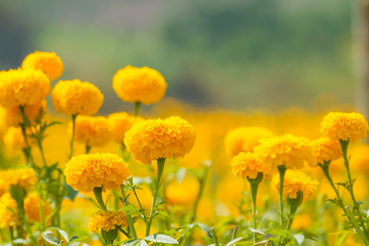 Kattakkada In Kerala Is Attracting Tourists With Its Amazing Marigold ...