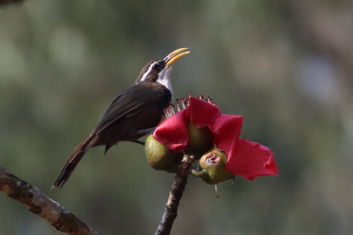 7 Incredible Wildlife Sanctuaries and National Parks in Maharashtra ...