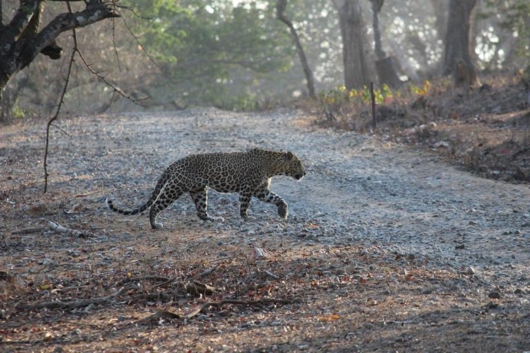 7 Incredible Wildlife Sanctuaries and National Parks in Maharashtra ...