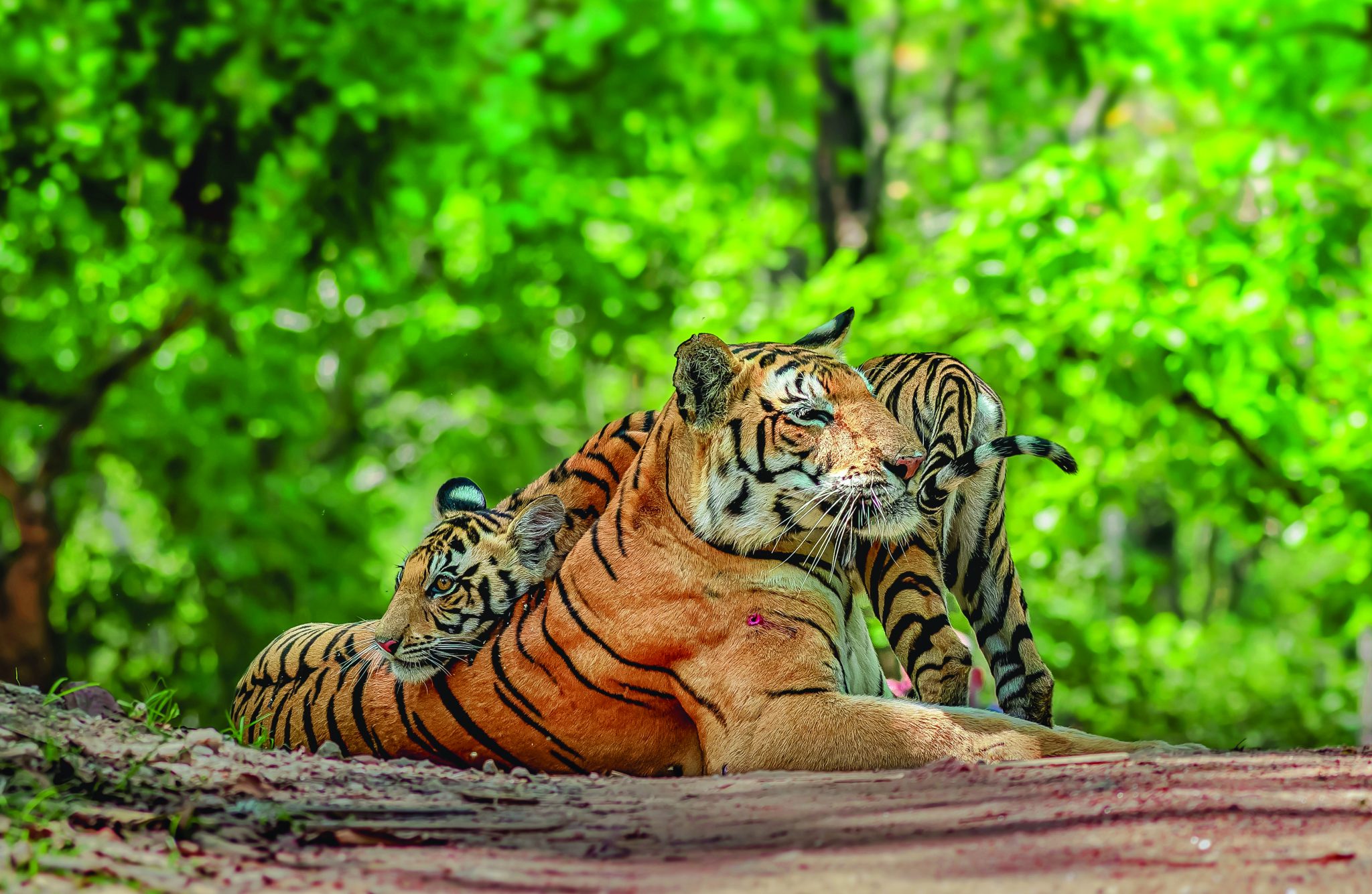 Explore Chhattisgarh: Top National Parks, Tiger Reserves and Wildlife ...